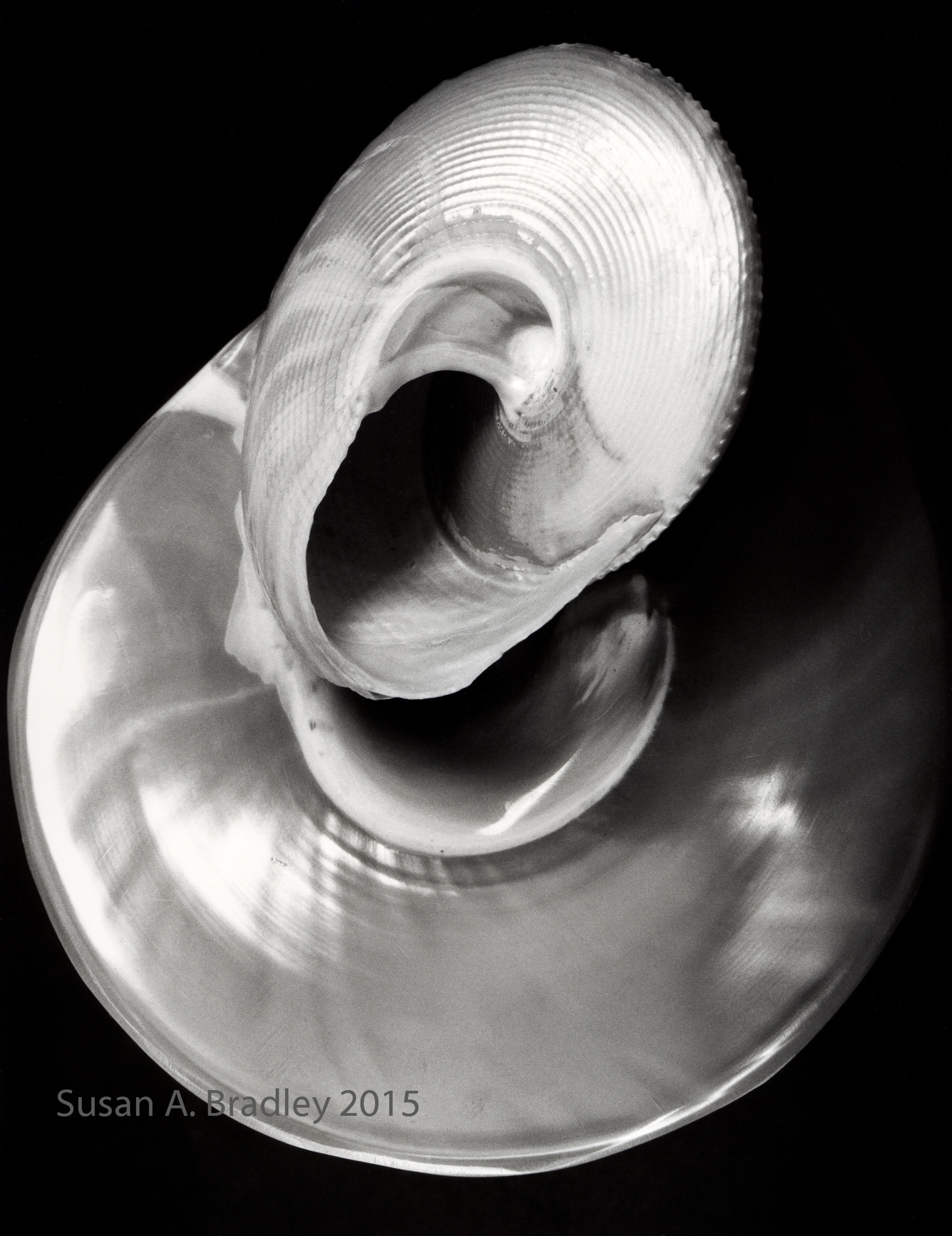 Top Shells Var1ST | Susan A. Bradley Photography